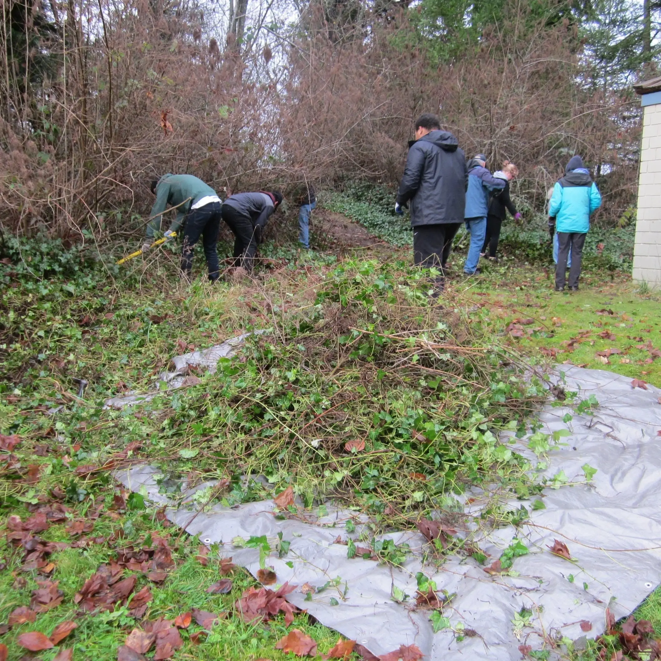 Forest Restoration - Idealist