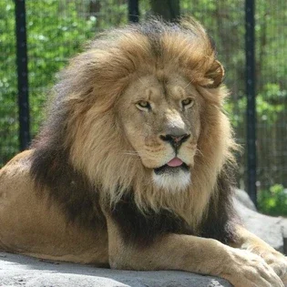 Blank Park Zoo 60th Anniversary Celebration - Volunteer Opportunity ...