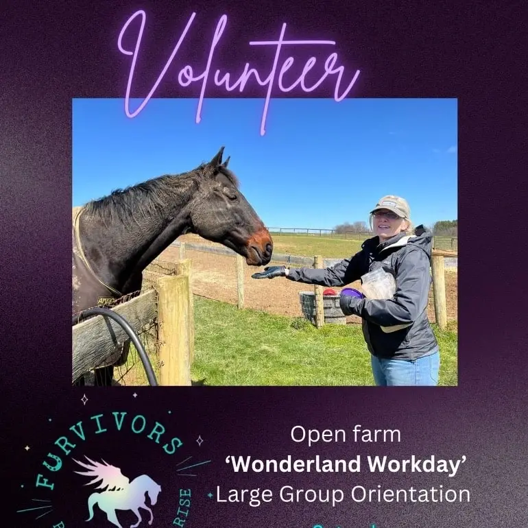 Volunteer, Hands On, Horse Rescue & Farm Animal Sanctuary - Idealist